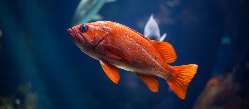 How to Move Fish - Fuller Moving Services